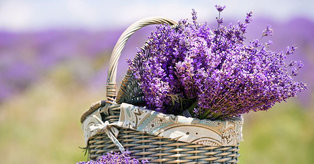 Lavanda îi îmbogățește pe agricultorii din Iași.Profit din primul an