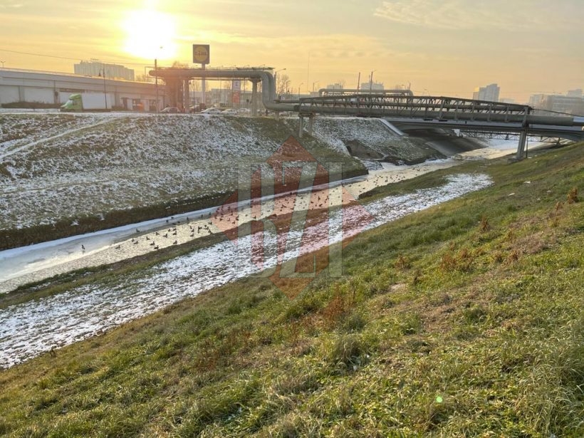 Zeci de rațe sălbatice plutesc pe râul Bahlui din Iaşi. Imagini superbe ...