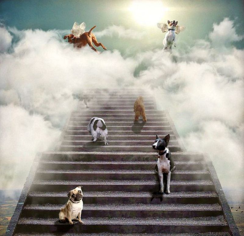 Unde se duc câinii când mor. Sufletul lor ajunge în Raiul animalelor?