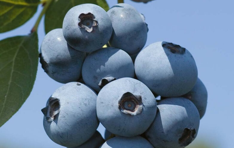 Afinele constipă: Modul în care sunt consumate este decisiv