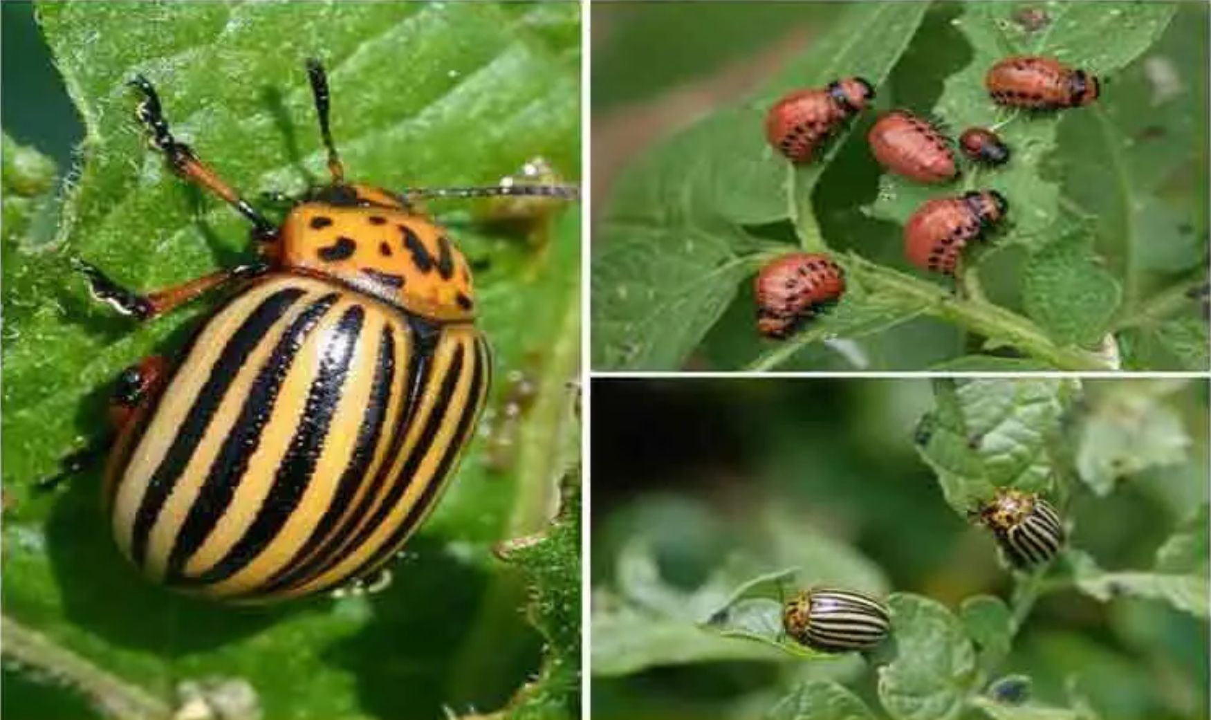Cum scapi de gândacul de Colorado din cartofi. Metode naturale de ...