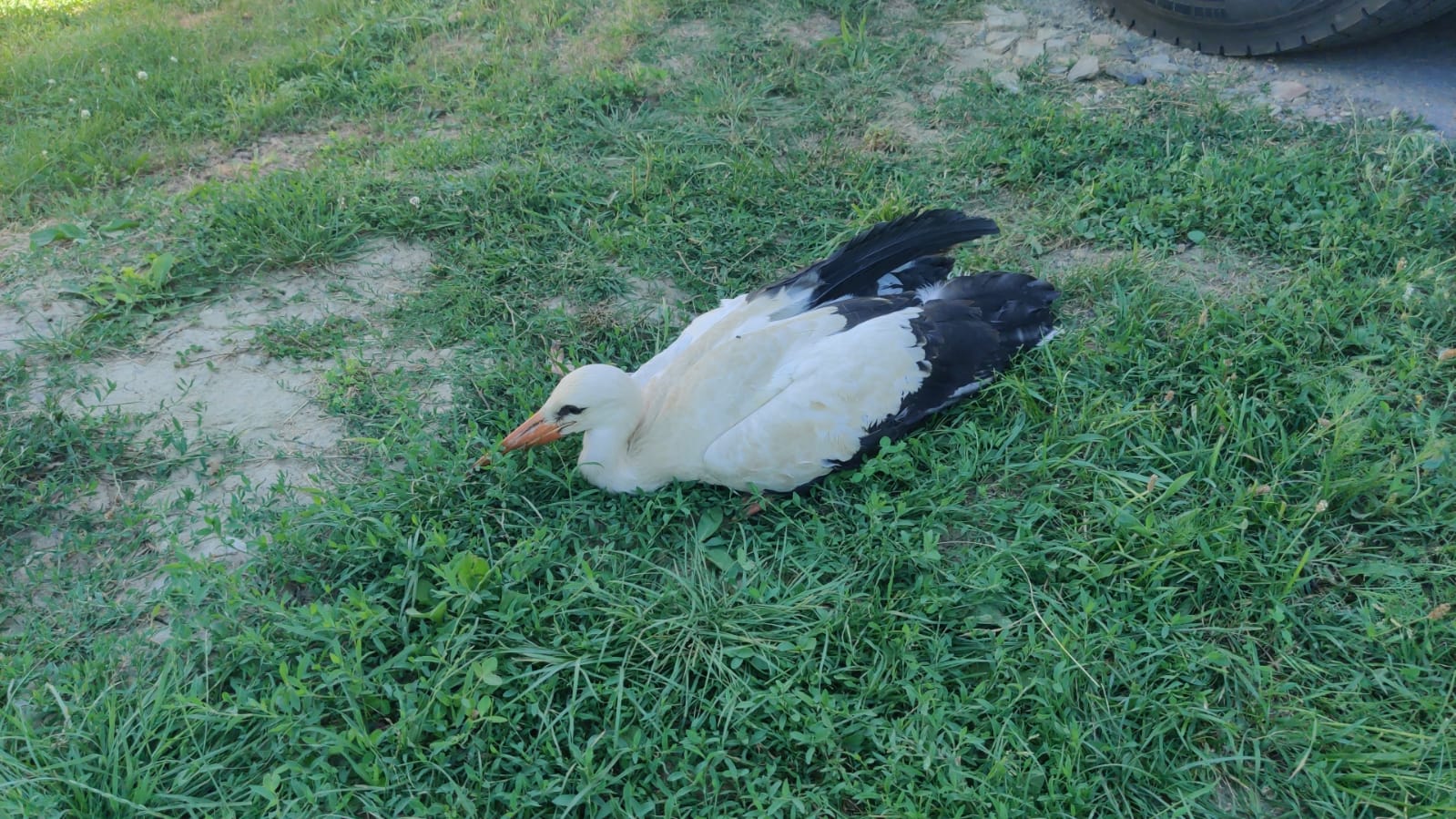 Un pui de barză a căzut dintr-un cuib aflat pe un stâlp de curent ...