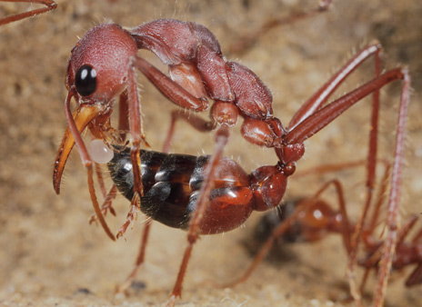 Câte picioare are o furnică: Răspunsul îl știe și un elev de școală ...
