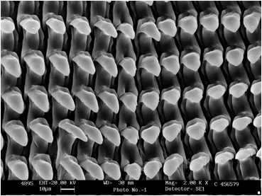 Câți dinți are un melc? Răspunsul te va surprinde • Buna Ziua Iasi • BZI.ro