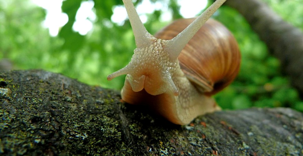 Câte buze are un melc: Informația pe care o cunoaște orice elev de ...