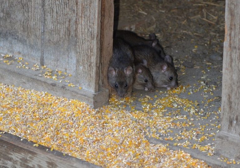 Ce înseamnă când visezi șoareci: Semnificația visului • Buna Ziua Iasi ...