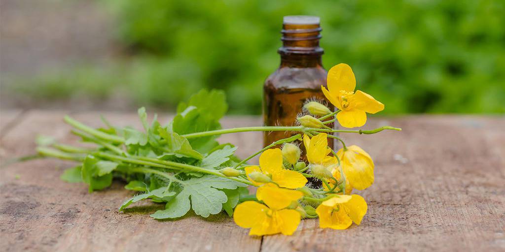 Ce este tinctura de rostopască și pentru ce se utilizează: Beneficii și ...