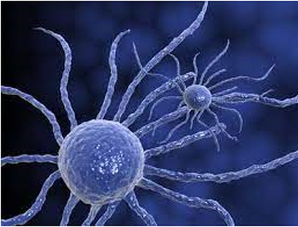 Ce sunt leucocitele: Ce semnifică valorile mici sau mari ale globulelor ...