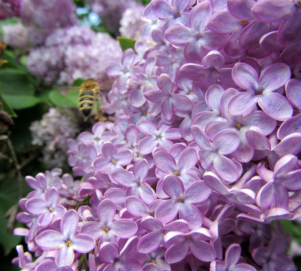 Culoarea lila: Expresia luxului și bogăției