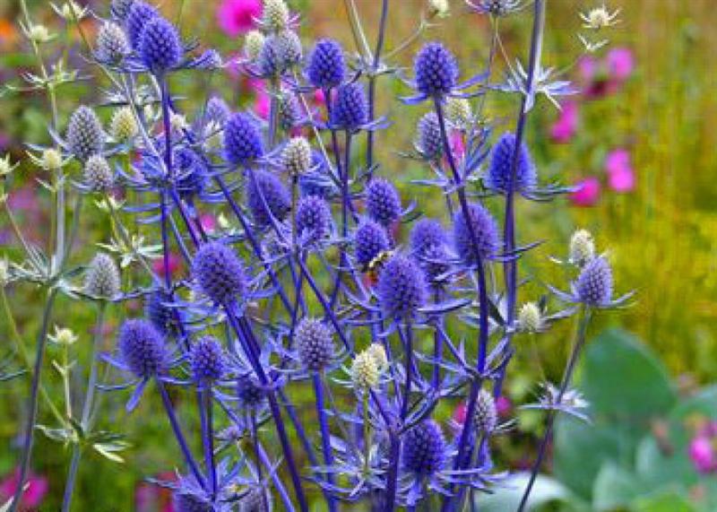 Scai vânăt: Ceaiul minune cu efecte nebănuite