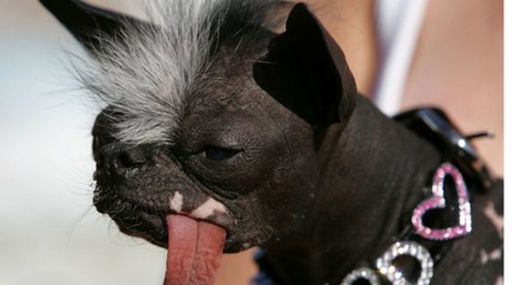 Nu toți câinii sunt frumoși! Iată top zece cei mai urâţi câini de pe ...