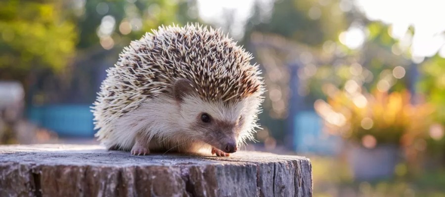 Cum poate fi determinat sexul aricilor? Iată explicația medicilor ...