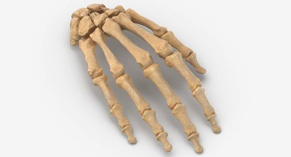 Câte oase are corpul uman? Partea pasivă a aparatului locomotor