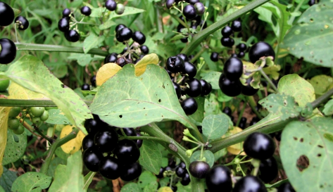 Ce sunt nebunelele? Iată de ce trebuie să te ferești de ele • Buna Ziua ...