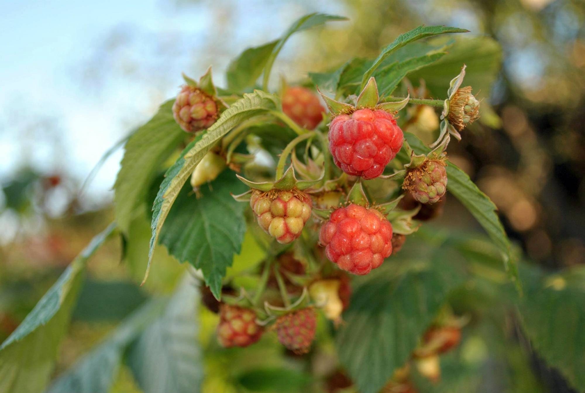 BZI.ro - Extractul din mlădițe de zmeur: Tratamentul naturist pentru femei