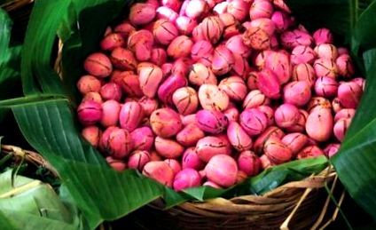 Nuca de cola: Un supliment pentru sporirea energiei și îmbunătățirea ...