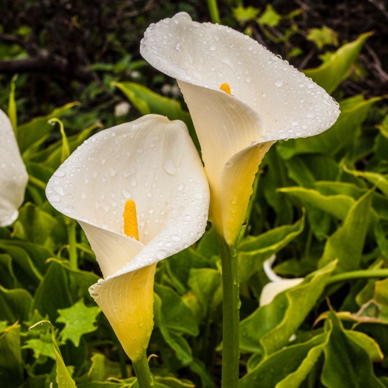 Cala floarea morții: Ce spun bătrânii despre misterioasa plantă