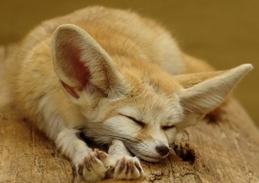 Totul despre vulpea deșertului: Opt lucruri uimitoare pe care trebuie ...