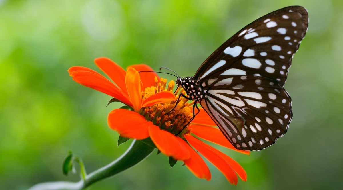 Ce mănâncă fluturii. Întrebarea copiilor