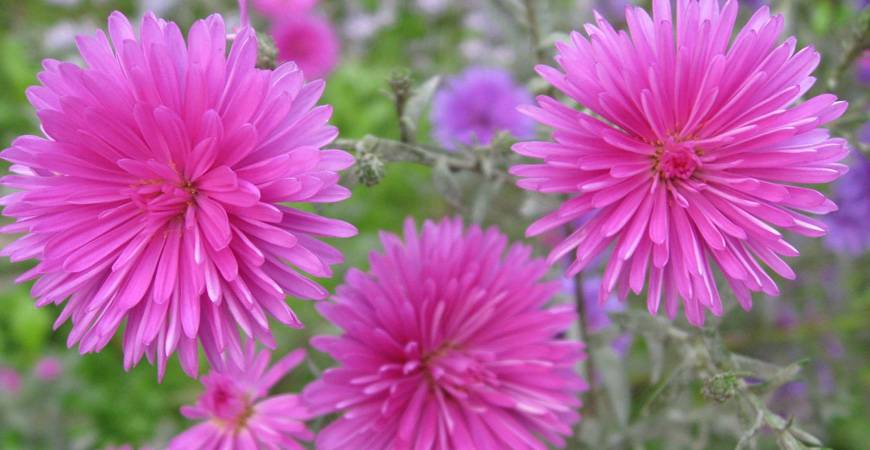 Ochiul Boului, o floare frumoasă și benefică pentru sănătate • Buna ...