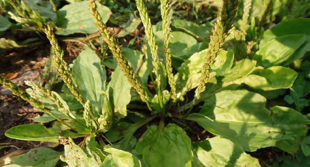 Pătlagina - Ce beneficii ne aduce această plantă medicinală • Buna Ziua ...