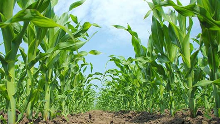 Cum se calculează distanța între rânduri la porumb: Sfaturi prețioase ...