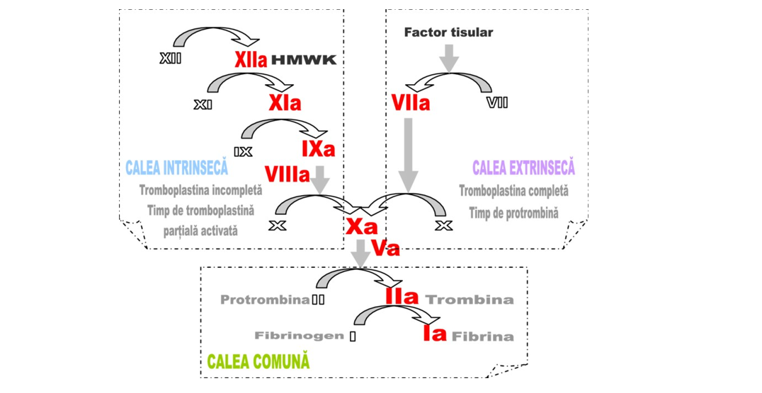 Importanța monitorizării valorii INR-ului în terapia cu anticoagulante ...