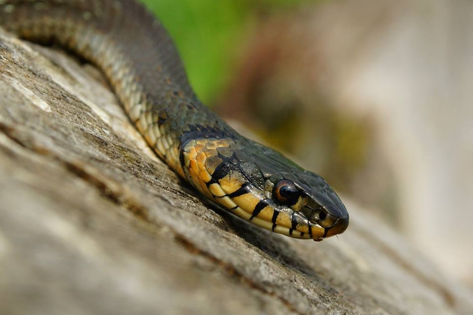 Șarpe de casă - Cum arată și cât de periculos este acesta • Buna Ziua ...