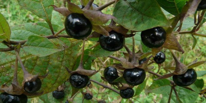 Mătrăguna: Proprietăți, beneficii, contraindicații, imagini • Buna Ziua ...