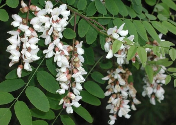 Ceai de salcâm. Beneficii și contraindicații. Iată care sunt efectele ...