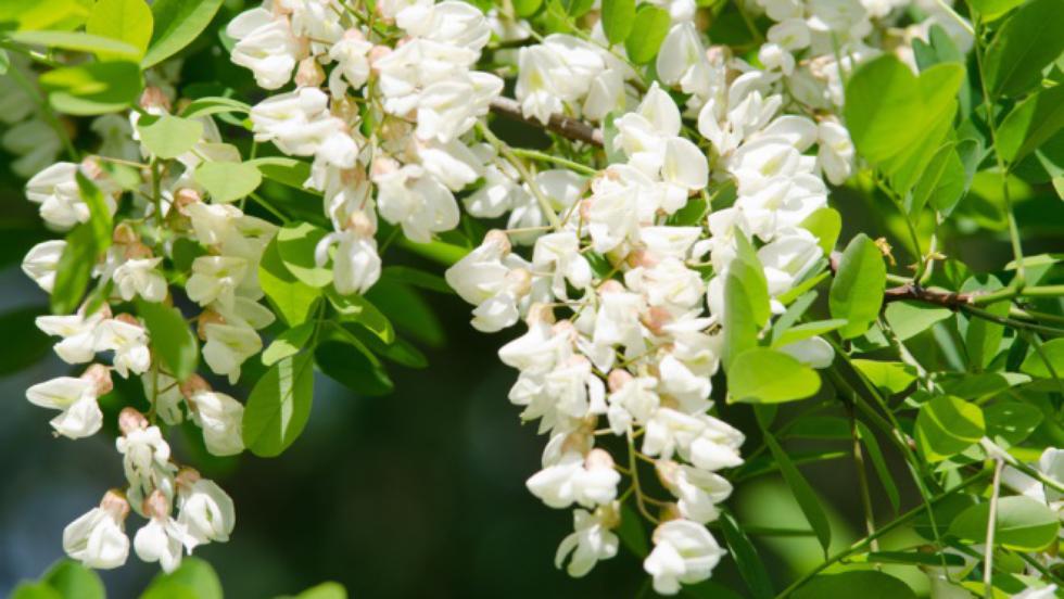 Gogoși cu flori de salcâm. Rețetă inedită, explicată pas cu pas • Buna ...