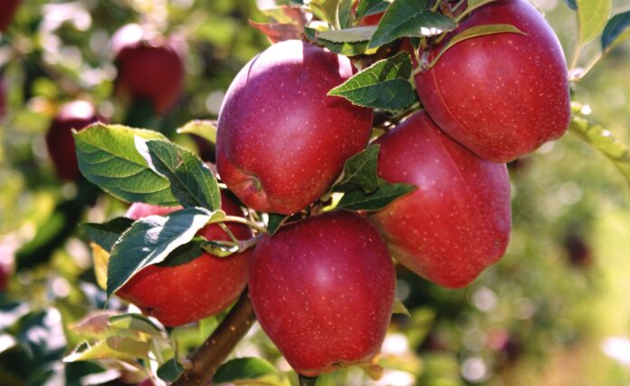 Cât zahăr se pune la țuica de mere? Secrete preluate de la producătorii ...