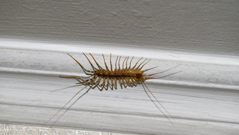 Miriapod de casă. Cum să scapi rapid de insectele înfricoșătoare