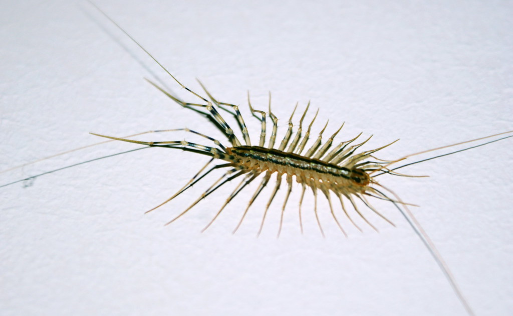 Miriapod de casă. Cum să scapi rapid de insectele înfricoșătoare