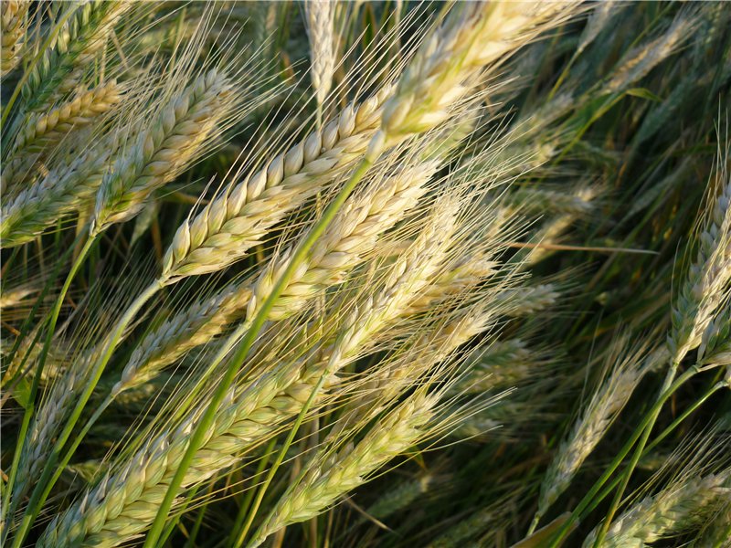 Triticale. La ce se folosesc și cum pot fi cultivate