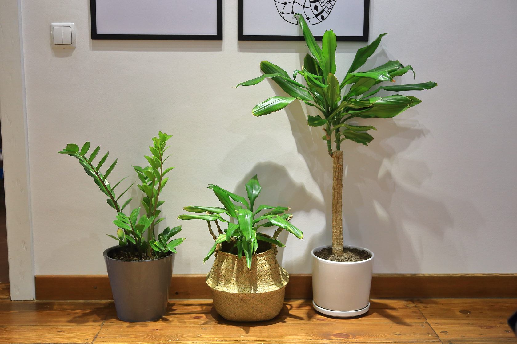 Floarea banului. Ce plante să crești pe pervazul tău pentru a avea ...