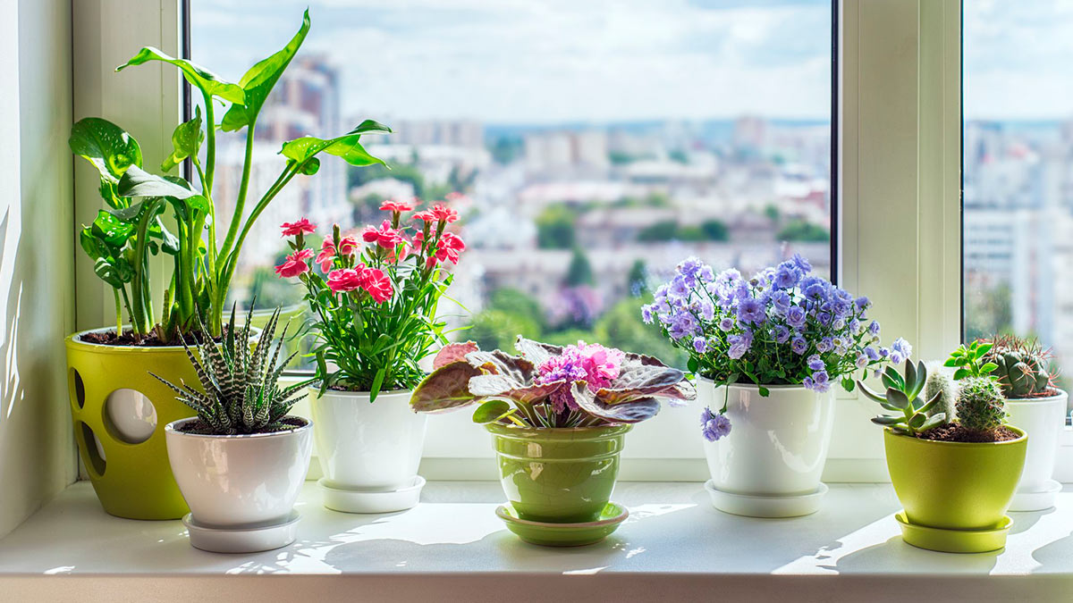 Flori de ghiveci rezistente la soare puternic. La ce geam plantele tale ...