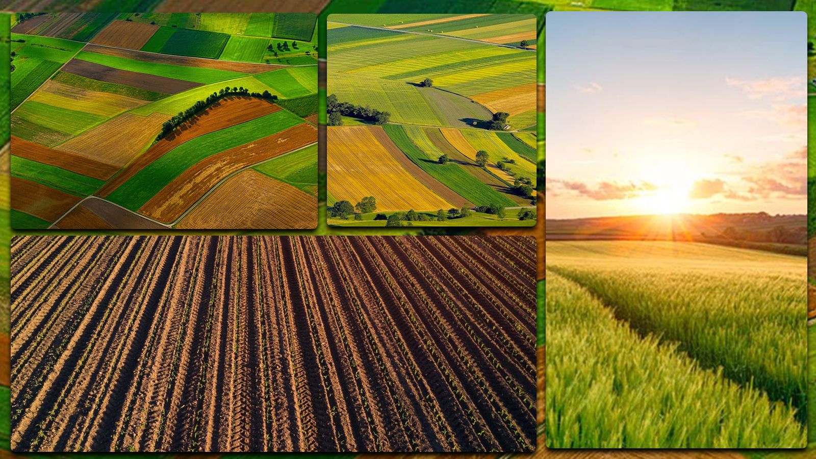 Terenurile agricole din Iași s-au vândut cu prețuri cuprinse între 1