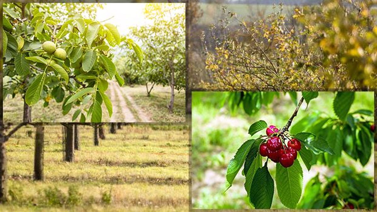 Ieșenii care vor să investească în livezi pot accesa între 100.000 și 1 ...