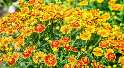 Imagini și denumiri de flori de grădină. Iată care sunt cele mai ...