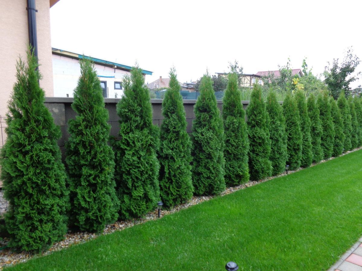 Când se plantează Tuia? Reguli pentru îngrijirea plantei decorative