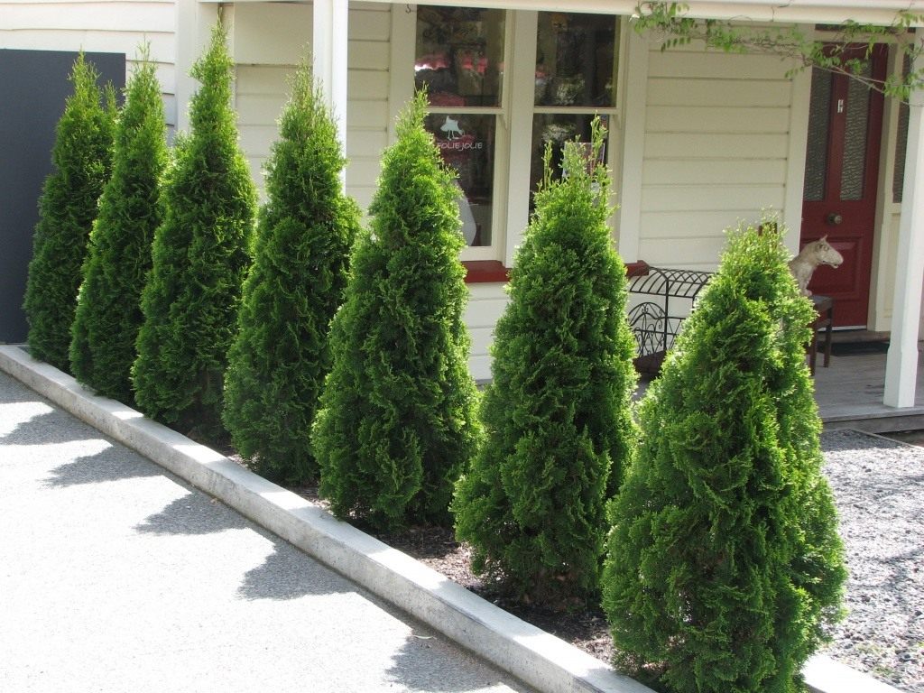 Când se plantează Tuia? Reguli pentru îngrijirea plantei decorative