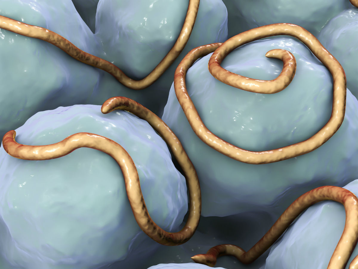 Tenia la om. Ce procese din organism sunt perturbate din cauza viermilor