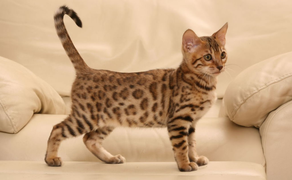 Rase de pisici tigrate. Tipuri de feline grațioase și jucăușe