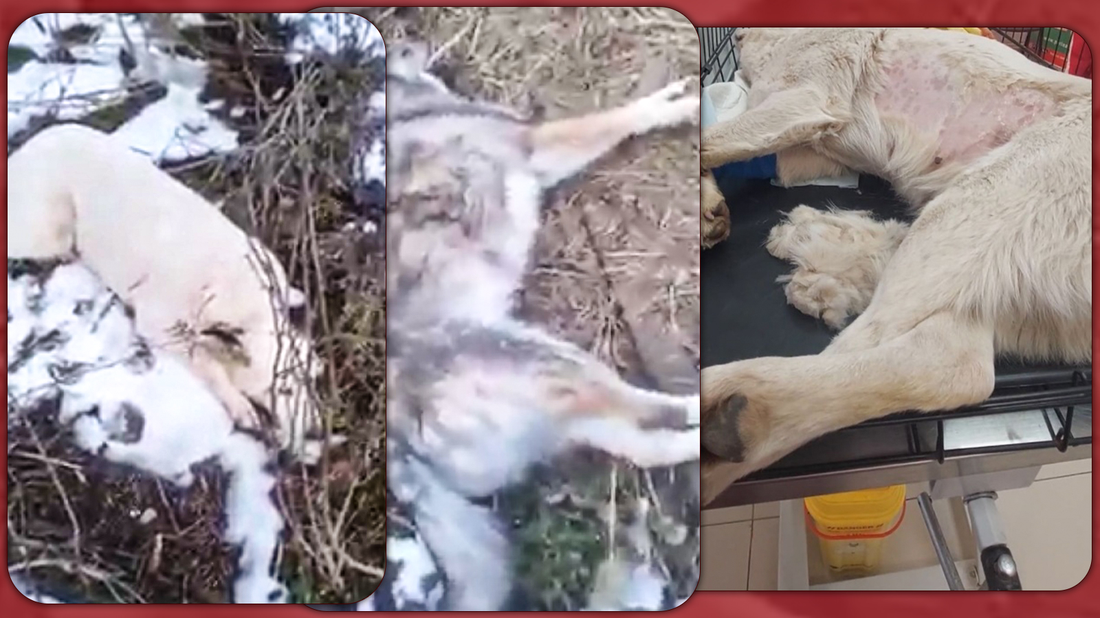 Niște câini comunitari au fost otrăviți cu glicol la Vișan!