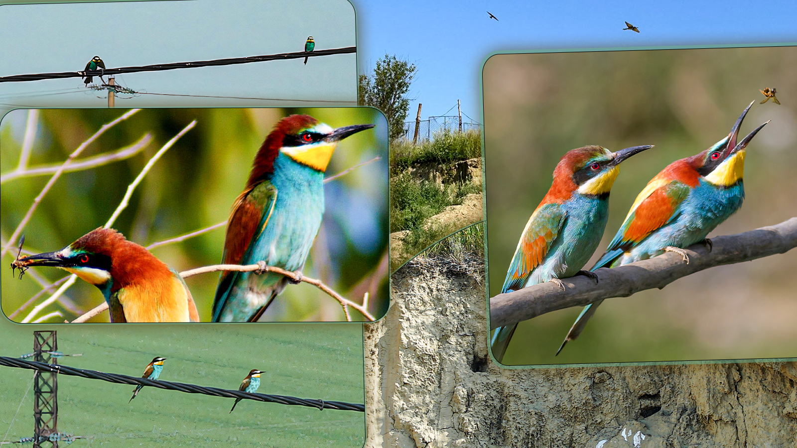 Imagini spectaculoase de la marginea Iașului! Un stol de păsări