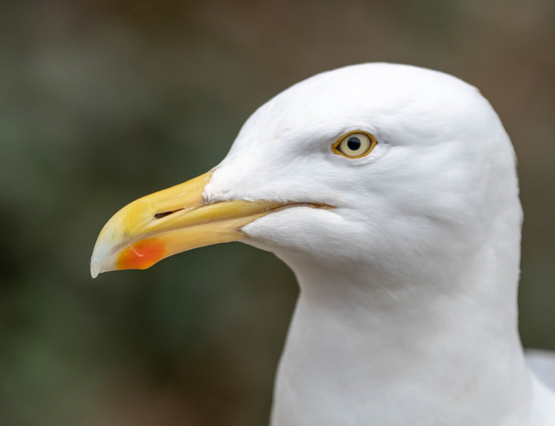 O grădină zoologică din Anglia angajează personal pentru a speria ...