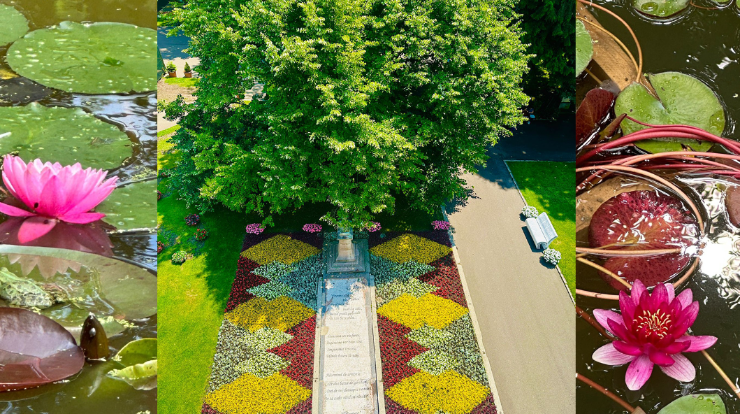 Imagini de poveste în Grădina Copou. Nuferii și teiul lui Eminescu au ...