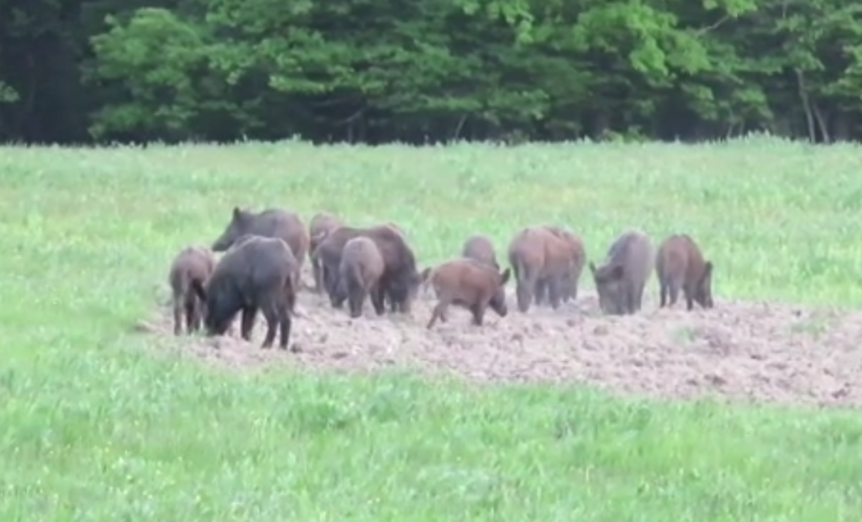 Imagini spectaculoase în pădurea Dobrovăţ. Zeci de mistreţi, surprinşi ...