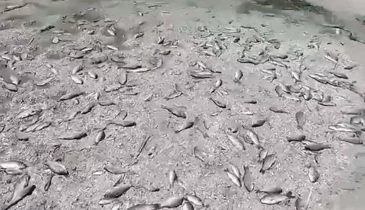Dezastru ecologic în Ucraina după distrugerea barajului din Nova ...